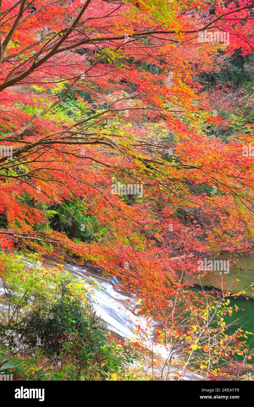 Yoro park hi-res stock photography and images - Alamy