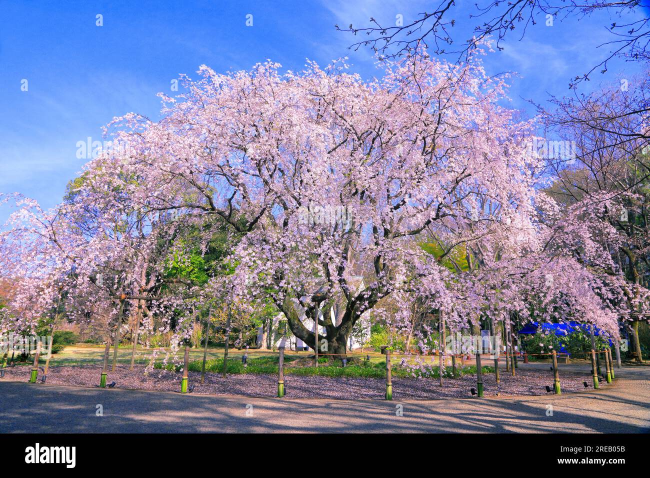 Rikugien Garden of cherry blossoms Stock Photo - Alamy