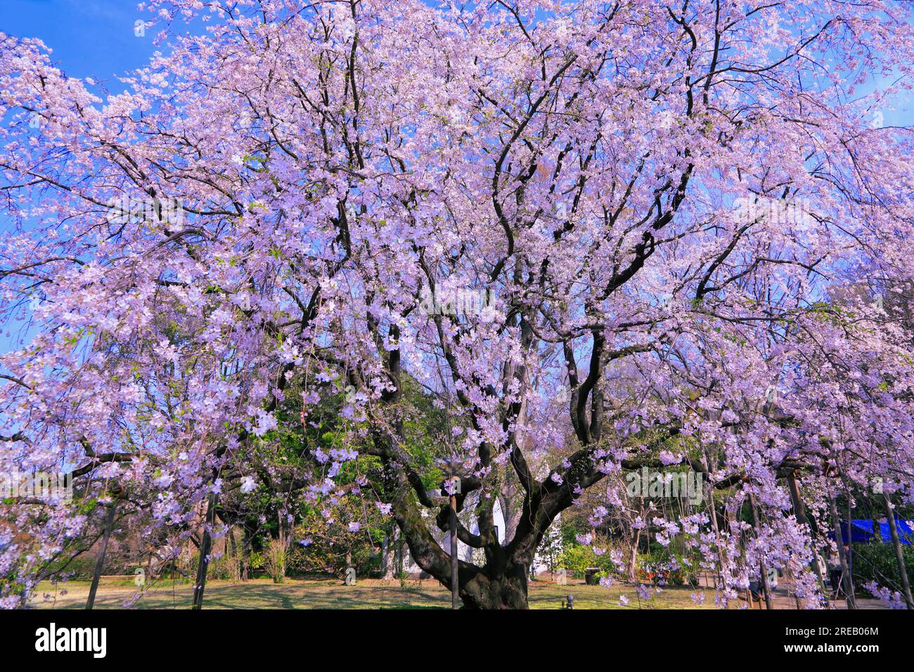 Rikugien Garden of cherry blossoms Stock Photo - Alamy