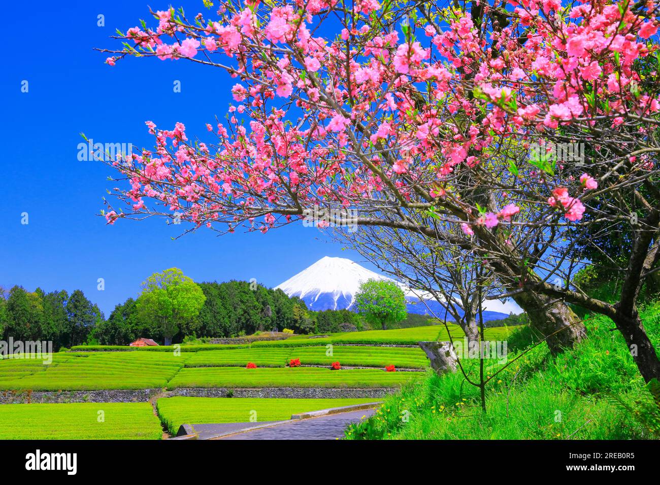 Fuji and Tea Field Stock Photo - Alamy