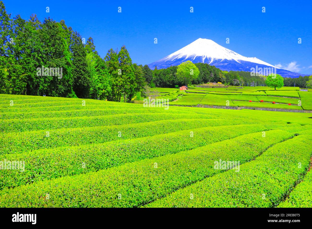 Fuji and Tea Field Stock Photo - Alamy