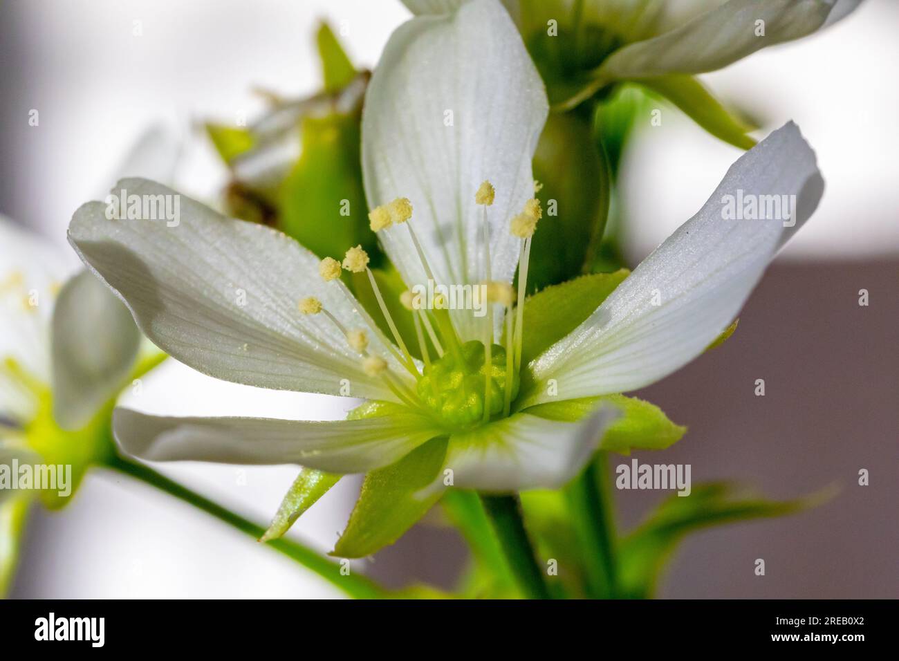 Wild Captivating Venus flytraps (Dionaea muscipula) showcase their ...