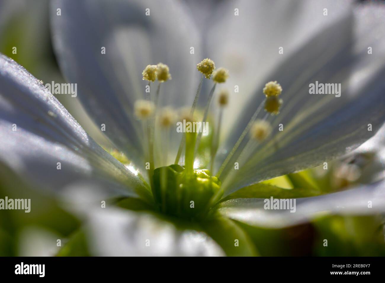 Wild Captivating Venus flytraps (Dionaea muscipula) showcase their ...