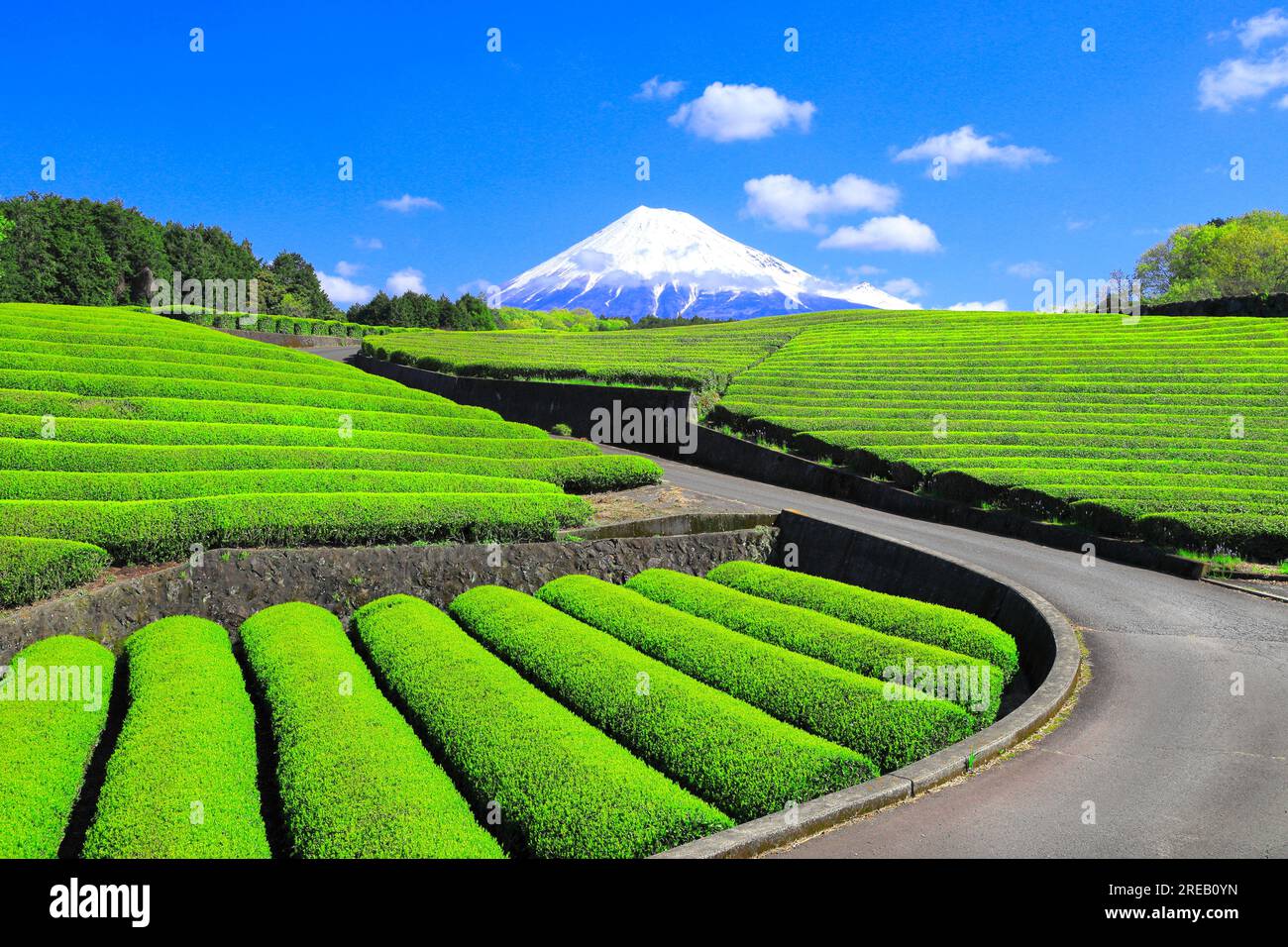 Tea Plantations and Mount Fuji Stock Photo - Alamy