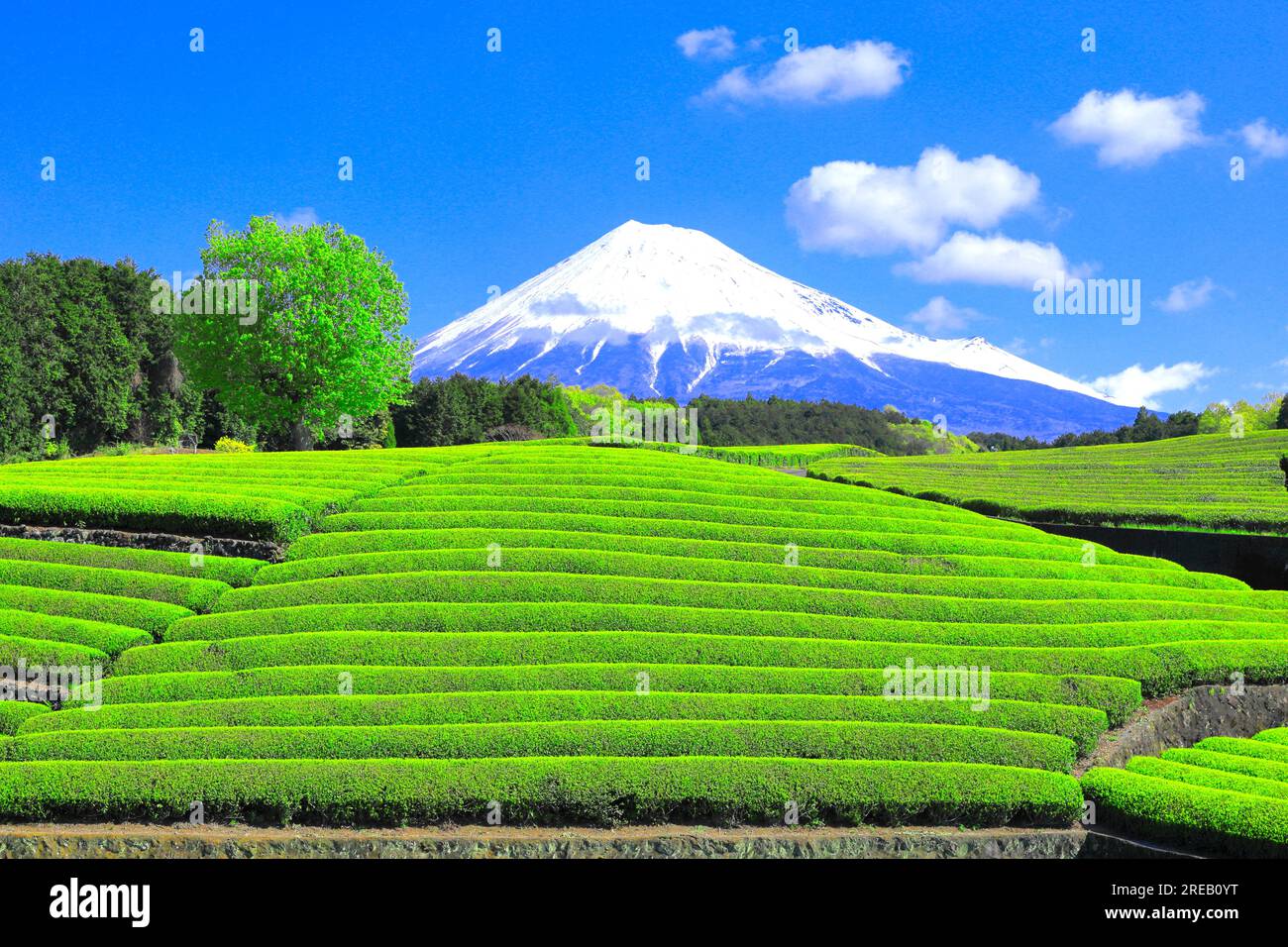 Tea Plantations and Mount Fuji Stock Photo - Alamy