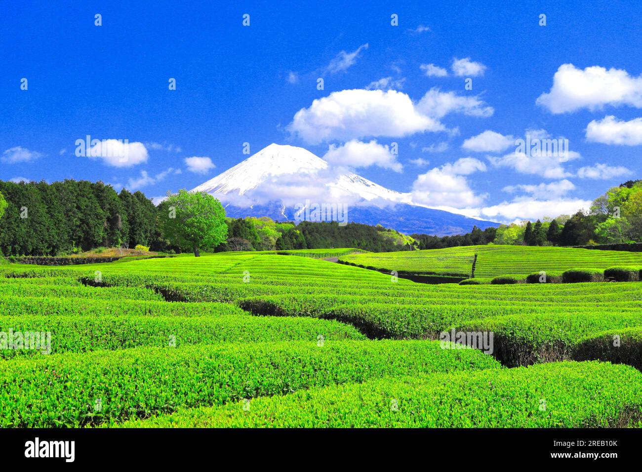 Tea Plantations and Mount Fuji Stock Photo - Alamy