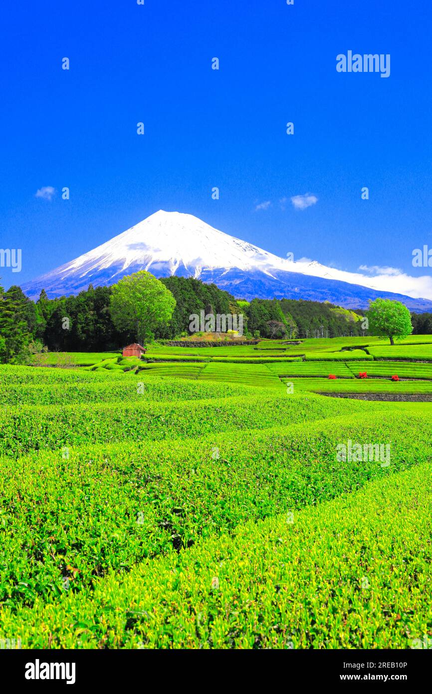 Tea Plantations and Mount Fuji Stock Photo - Alamy