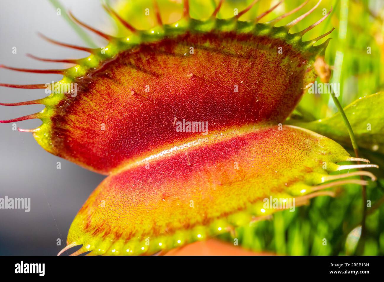 Wild Captivating Venus flytraps (Dionaea muscipula) showcase their ...