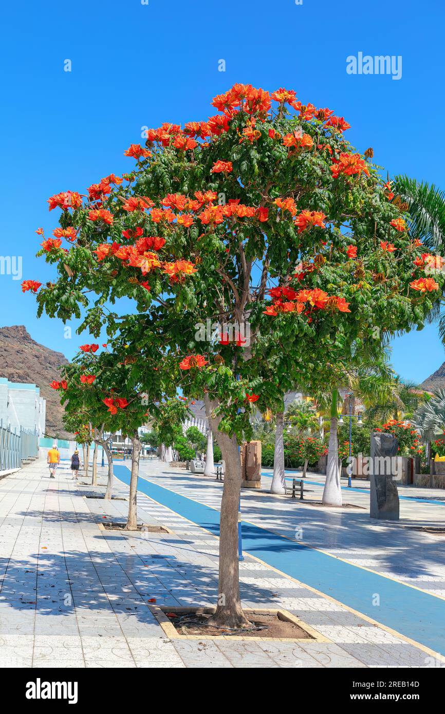 Flowering tree in the streets of Gran Canaria . Tropical tree with red ...