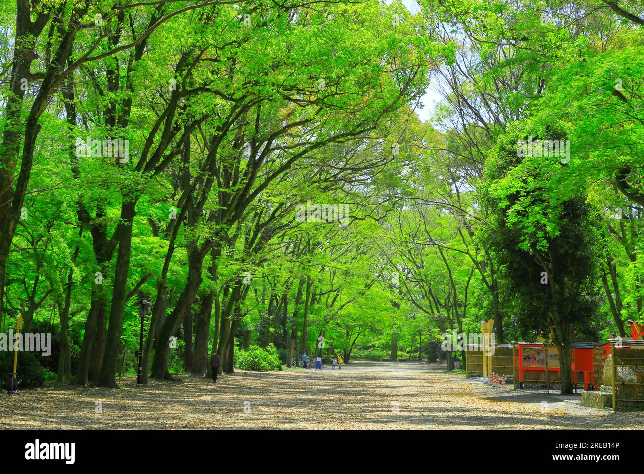 Shimogamo Shrine in fresh green Stock Photo - Alamy