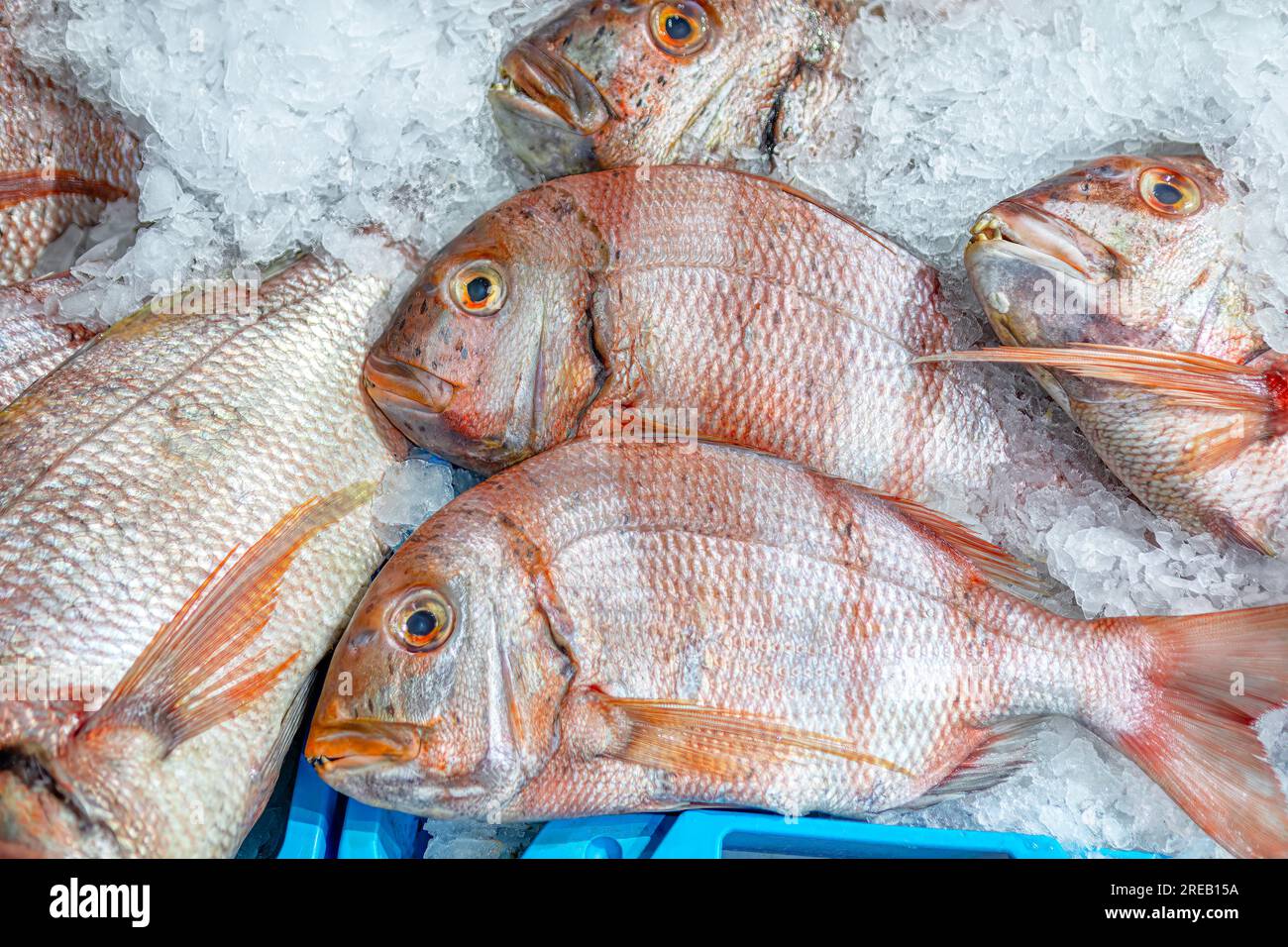 Fresh fish on ice at the fish market Stock Photo - Alamy