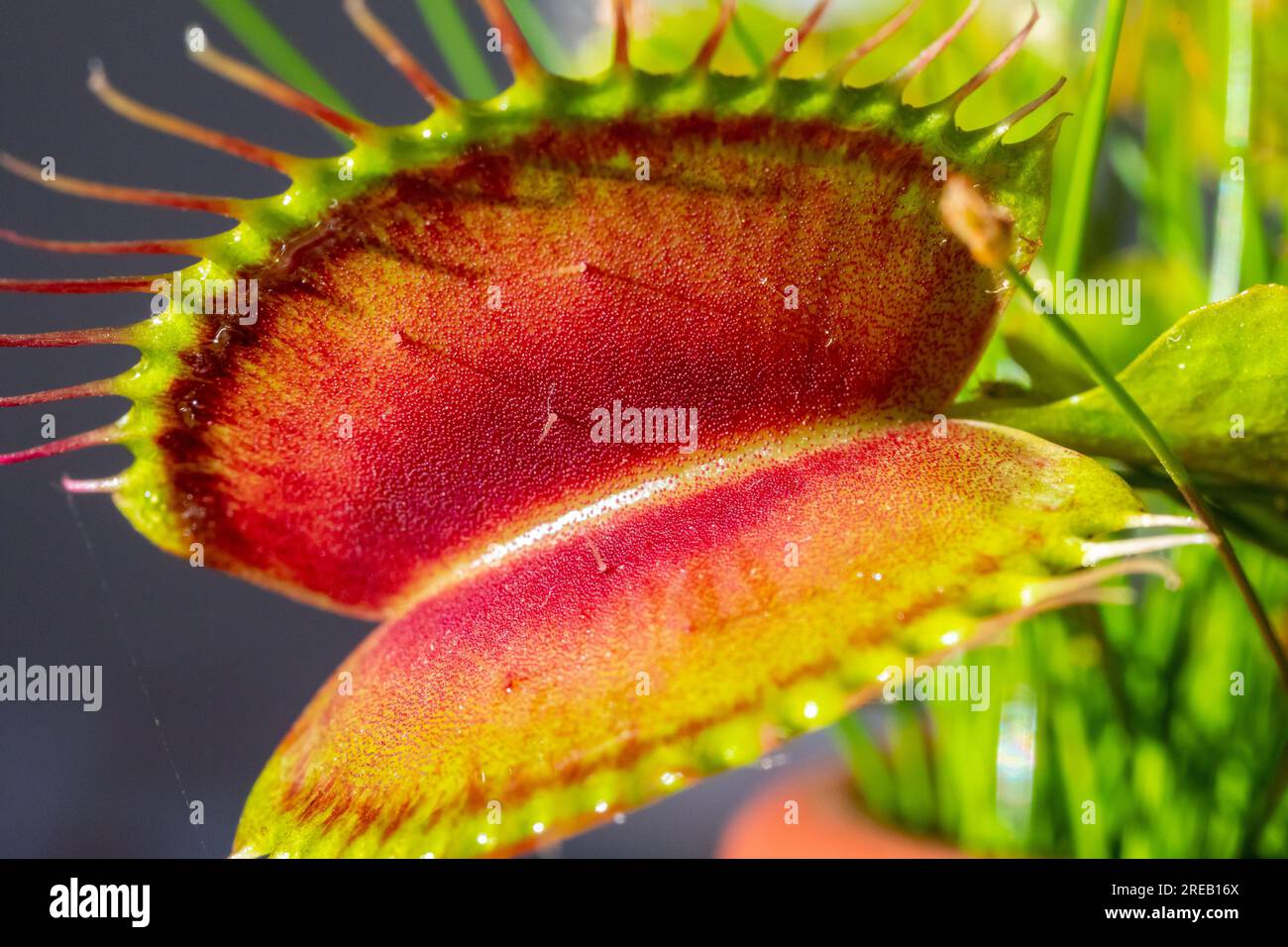 Wild Captivating Venus flytraps (Dionaea muscipula) showcase their ...
