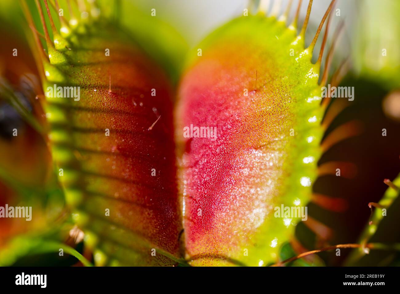 Wild Captivating Venus flytraps (Dionaea muscipula) showcase their ...