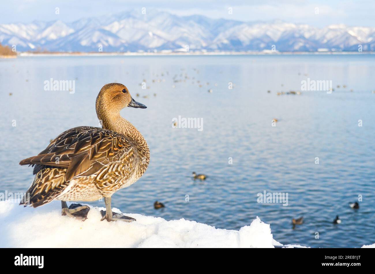 Water birds hi-res stock photography and images - Alamy