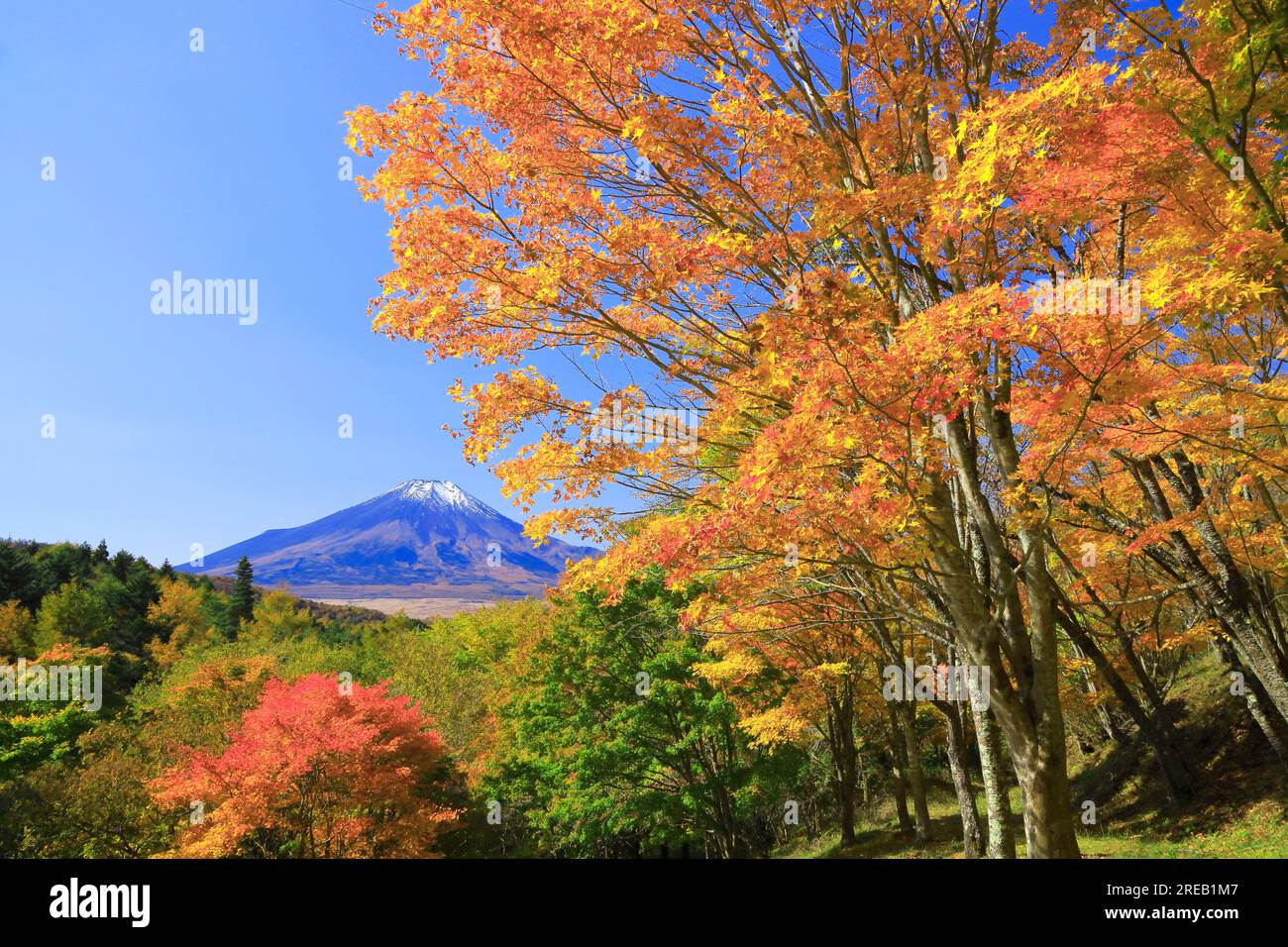 Turns red and yellow hi-res stock photography and images - Alamy