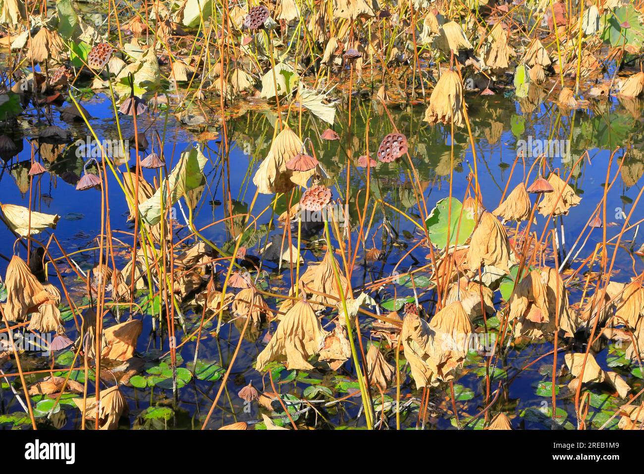 Dead lotus hi-res stock photography and images - Alamy