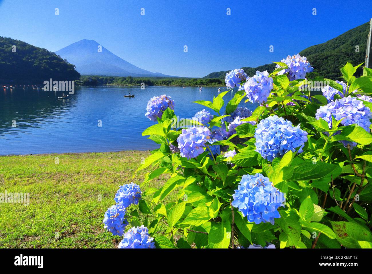 Lake Shojin and Hydrangea Stock Photo - Alamy