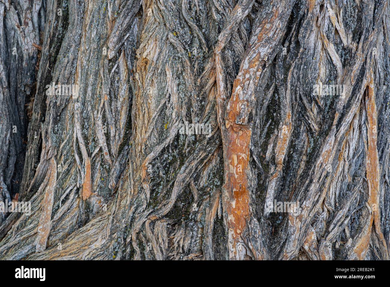 Closeup view of the beautiful pattern of maclura pomifera aka osage ...