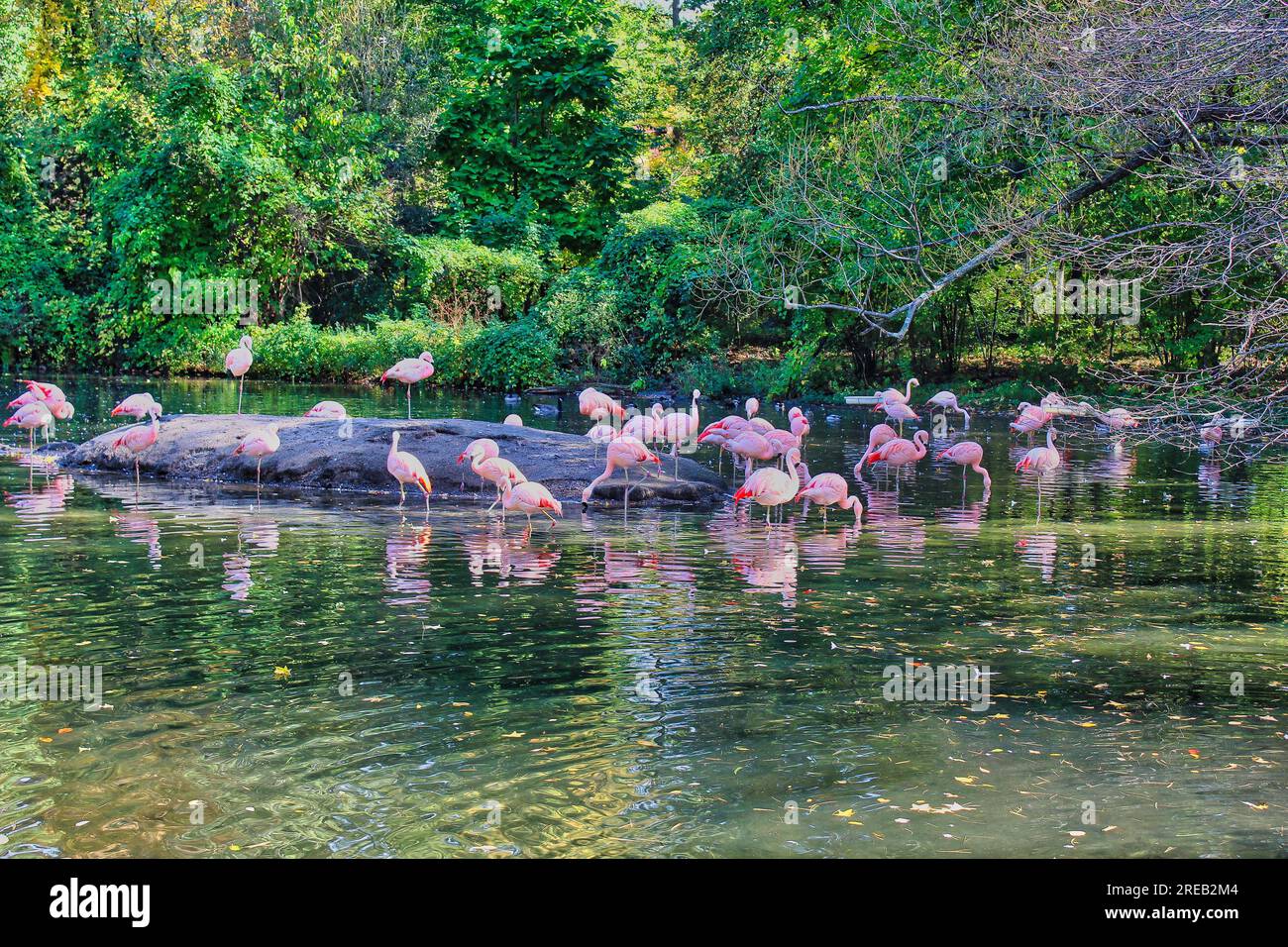 Flamingos water hole hi-res stock photography and images - Alamy