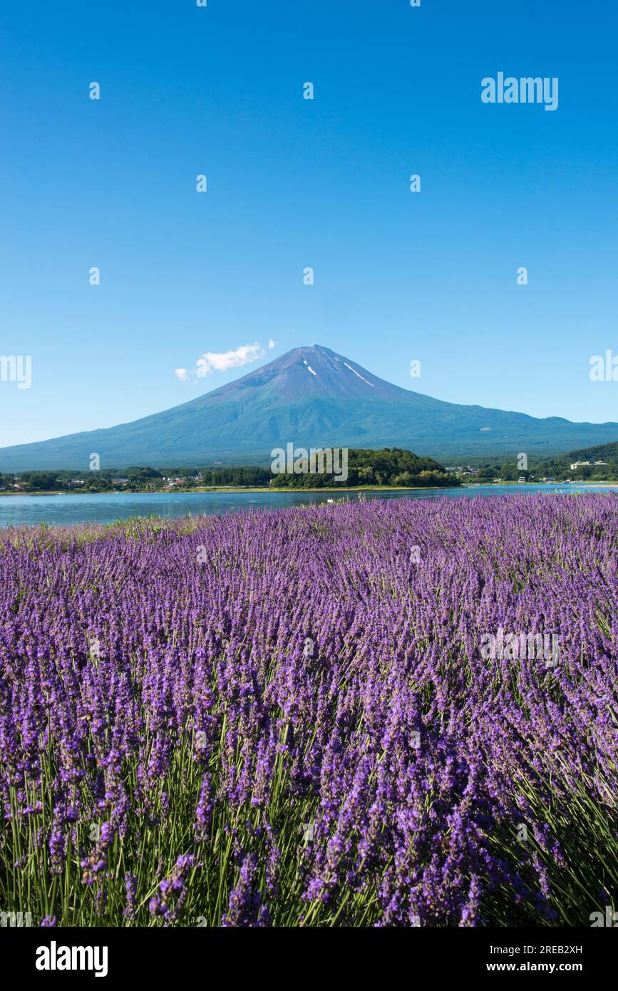 Fuji and Lavender in Oishi Park Stock Photo - Alamy