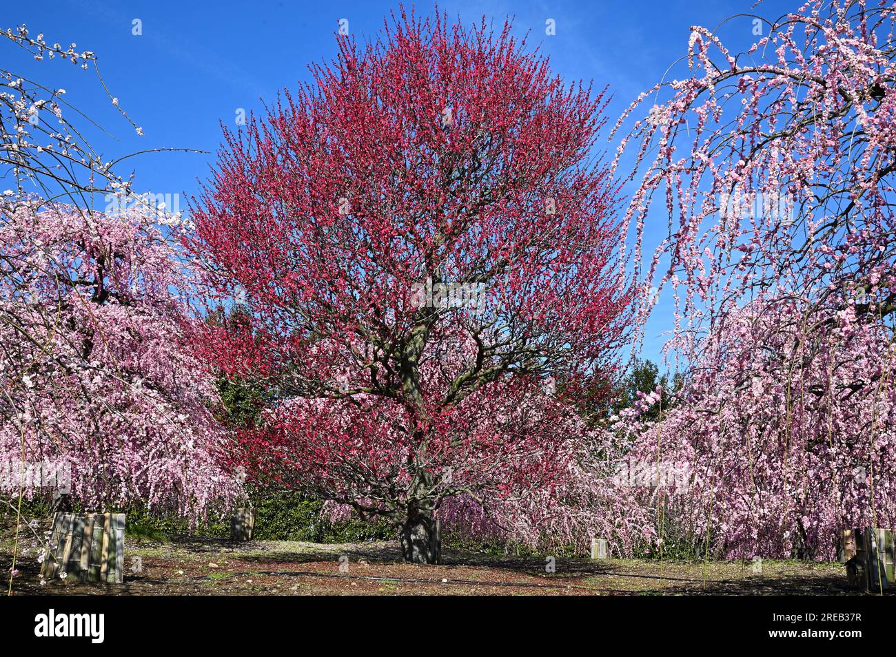 Plum grove hi-res stock photography and images - Alamy