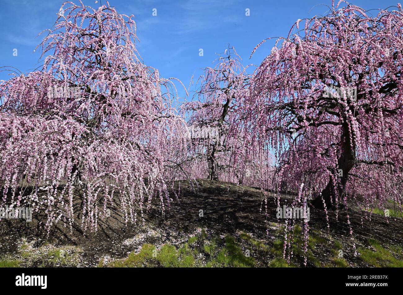 Grove landscape hi-res stock photography and images - Alamy
