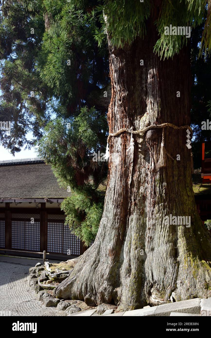 Sacred tree shrine hi-res stock photography and images - Alamy