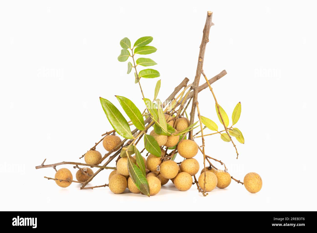 fresh longan with leaves on a white background Stock Photo - Alamy