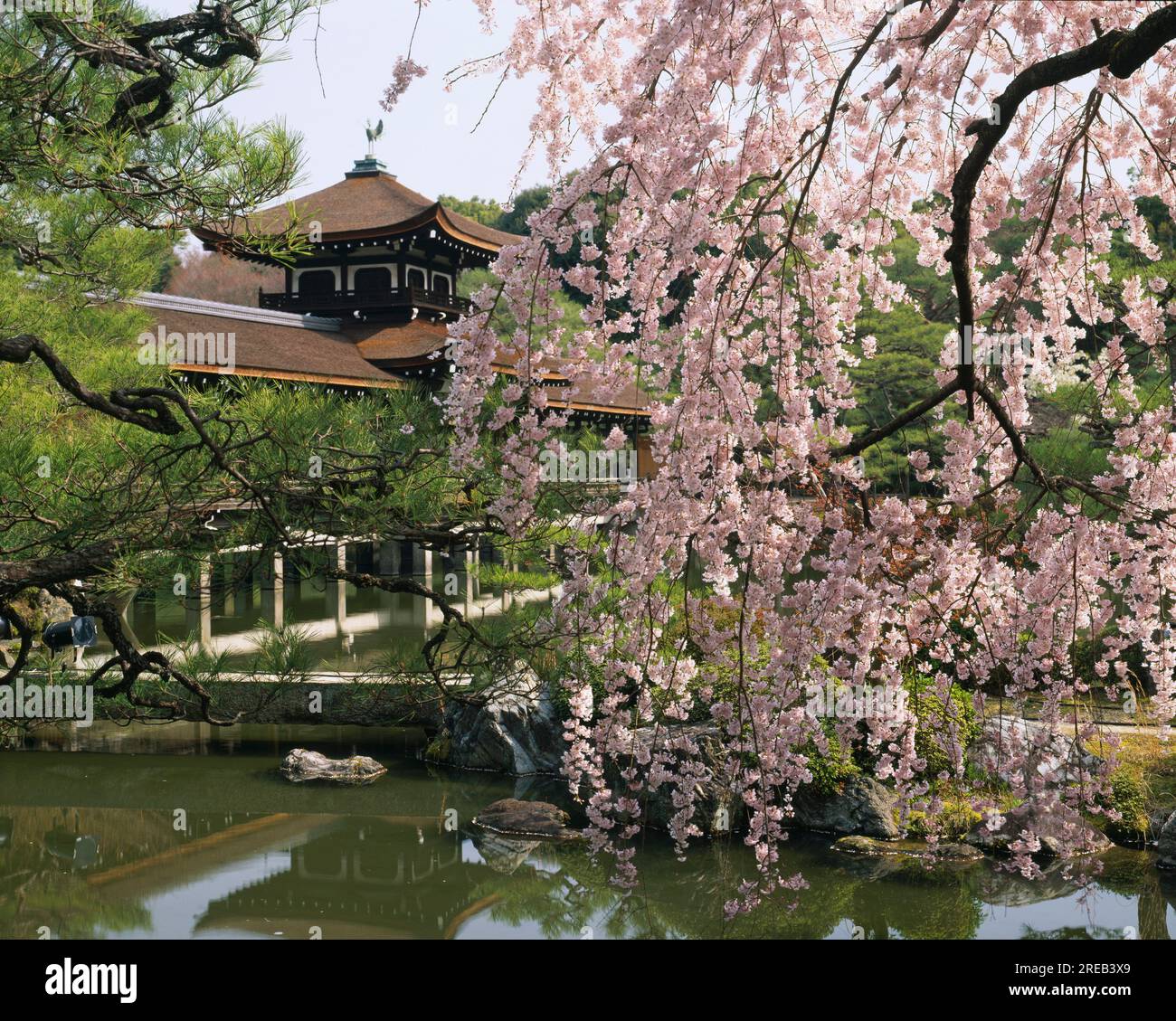 Tachibana flower hi-res stock photography and images - Alamy