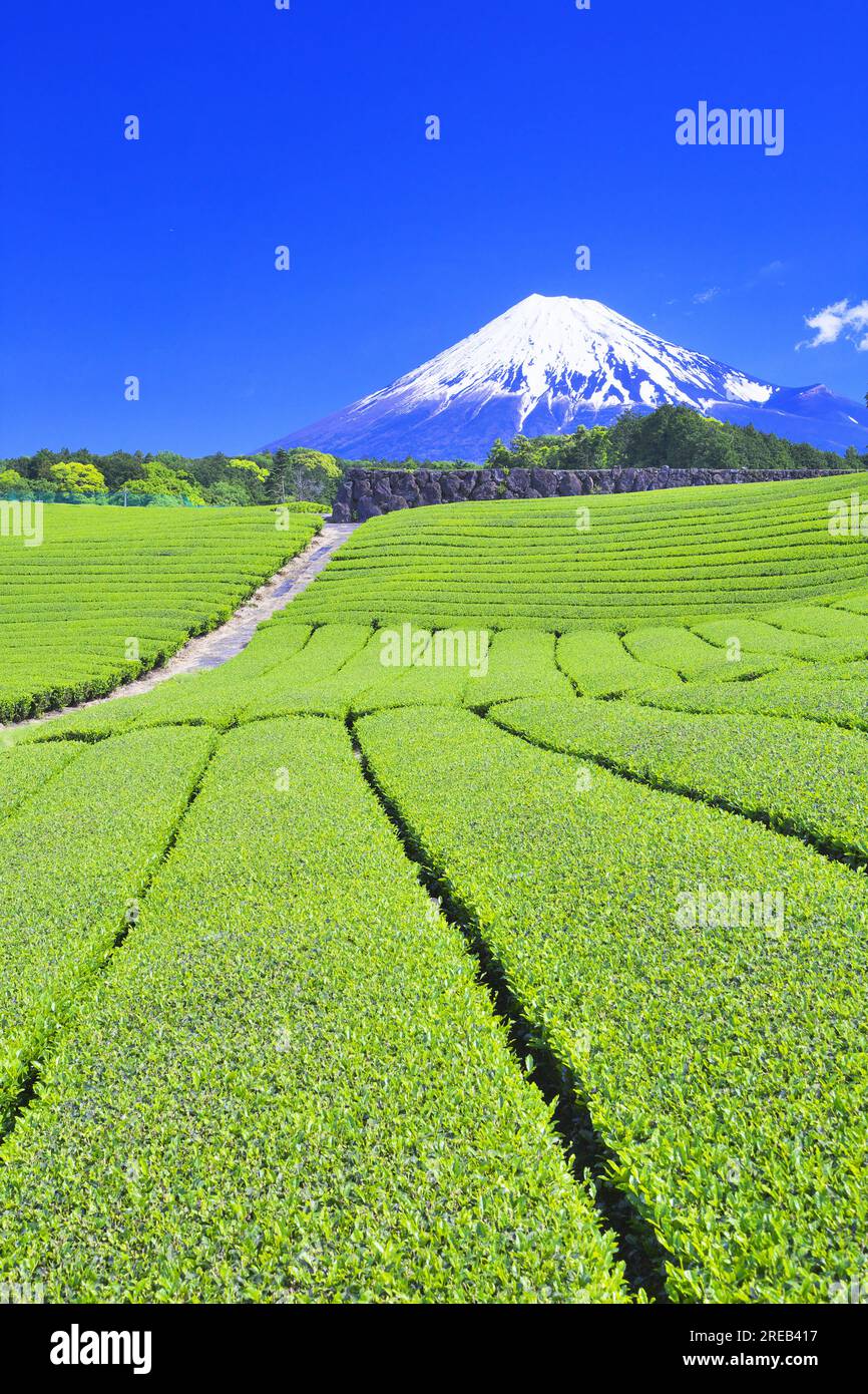 Tea Plantations and Mount Fuji Stock Photo - Alamy
