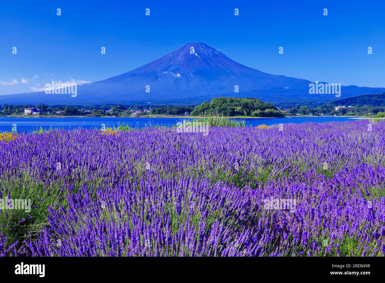 Famous medicinal plants hi-res stock photography and images - Alamy