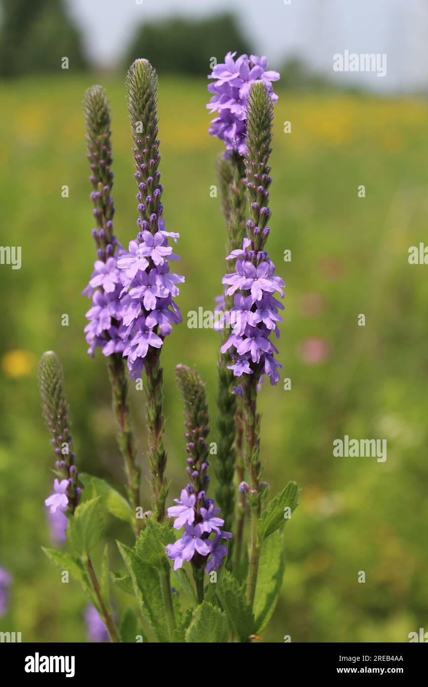 Blue vervain hi-res stock photography and images - Alamy