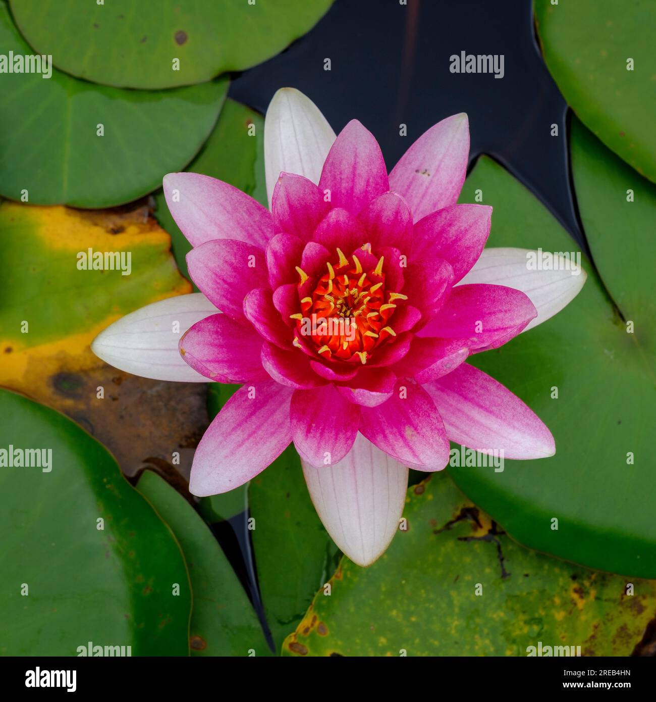 At the Mt Coot-Tha Library "Frog Ponds Stock Photo - Alamy