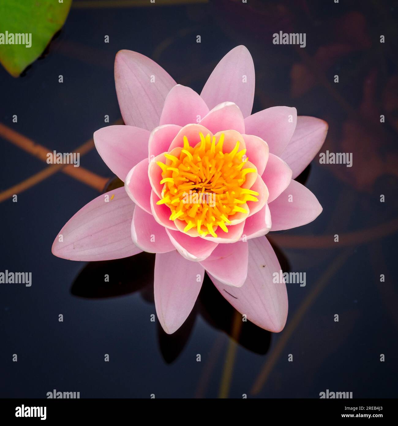 At the Mt Coot-Tha Library "Frog Ponds Stock Photo - Alamy