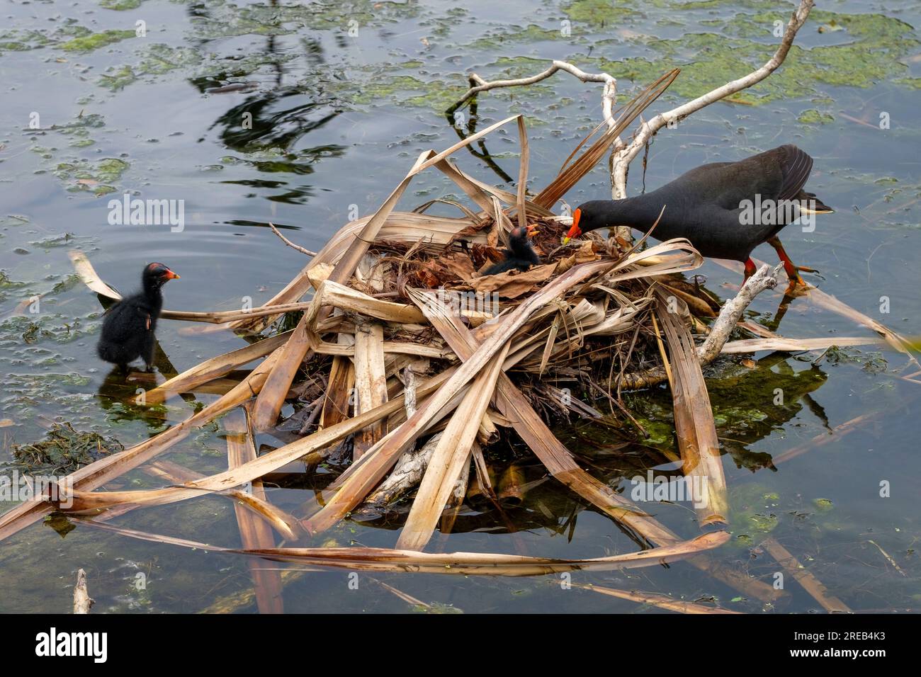 At the Brisbane Botanical Gardens -Dusky Moorhen & chicks Stock Photo ...
