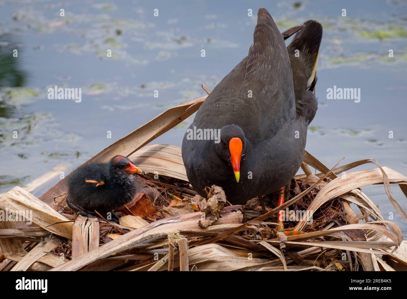 At the Brisbane Botanical Gardens -Dusky Moorhen & chicks Stock Photo ...