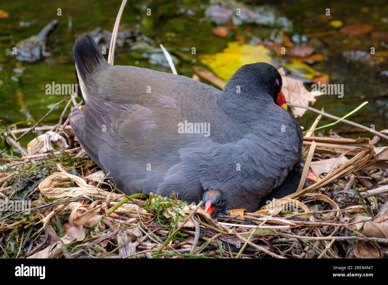 At the Brisbane Botanical Gardens -Dusky Moorhen & chicks Stock Photo ...