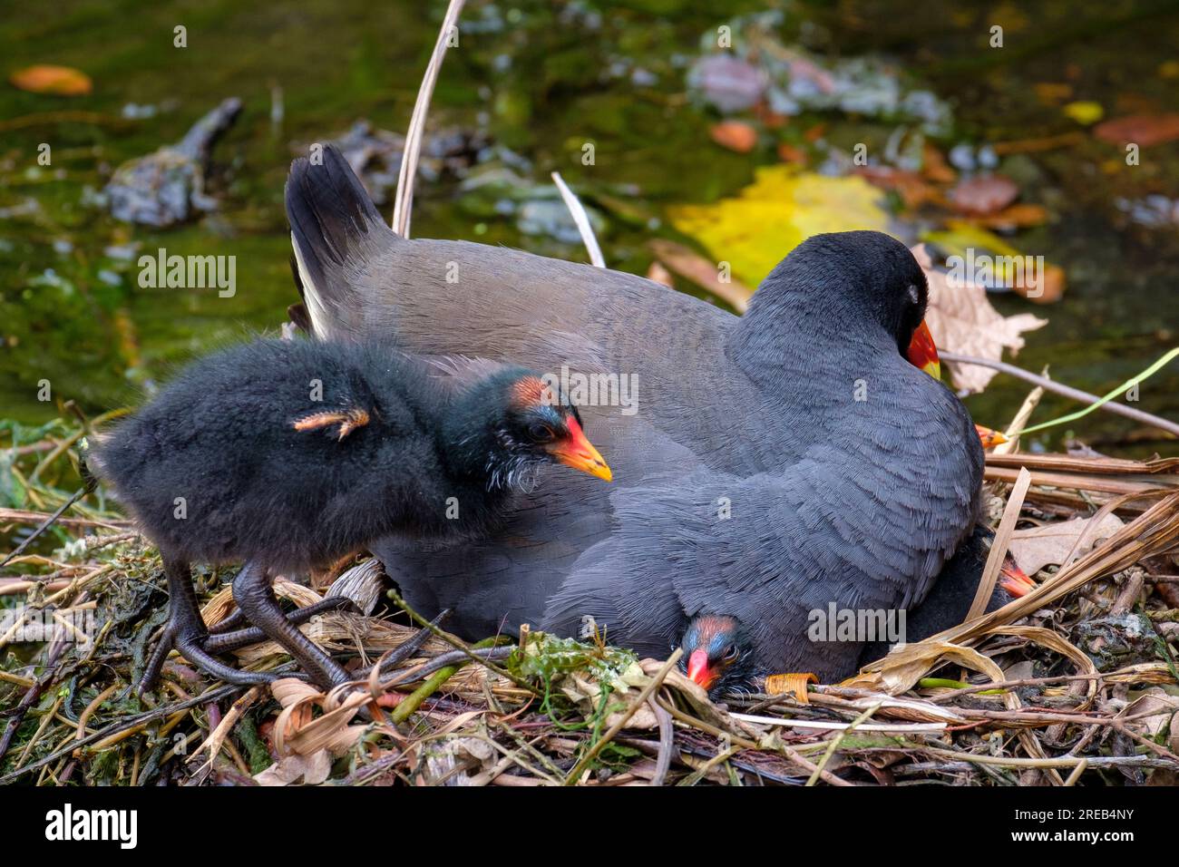 At the Brisbane Botanical Gardens -Dusky Moorhen & chicks Stock Photo ...