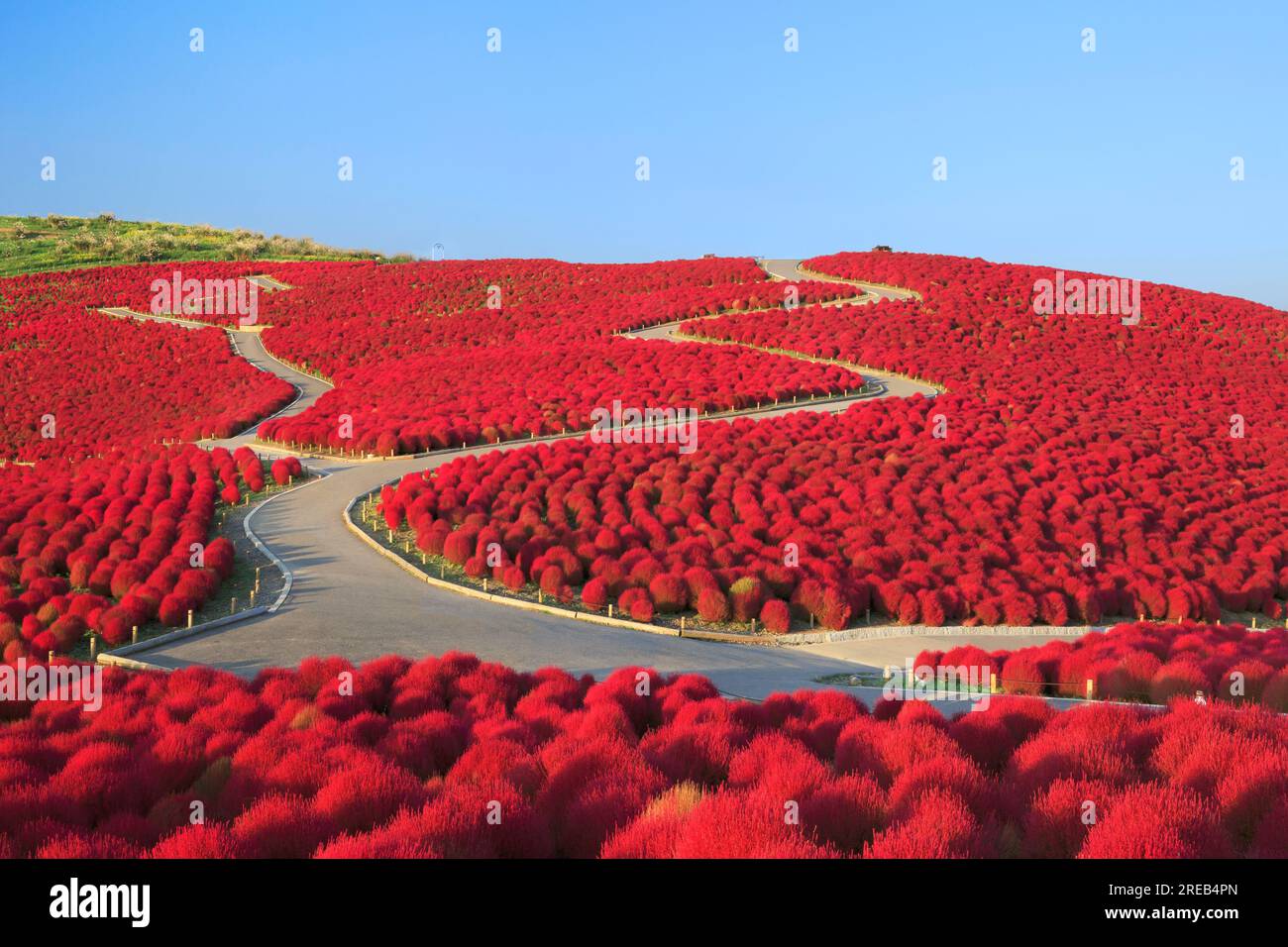 Kochia in Hitachi-Kaihin Park Stock Photo - Alamy