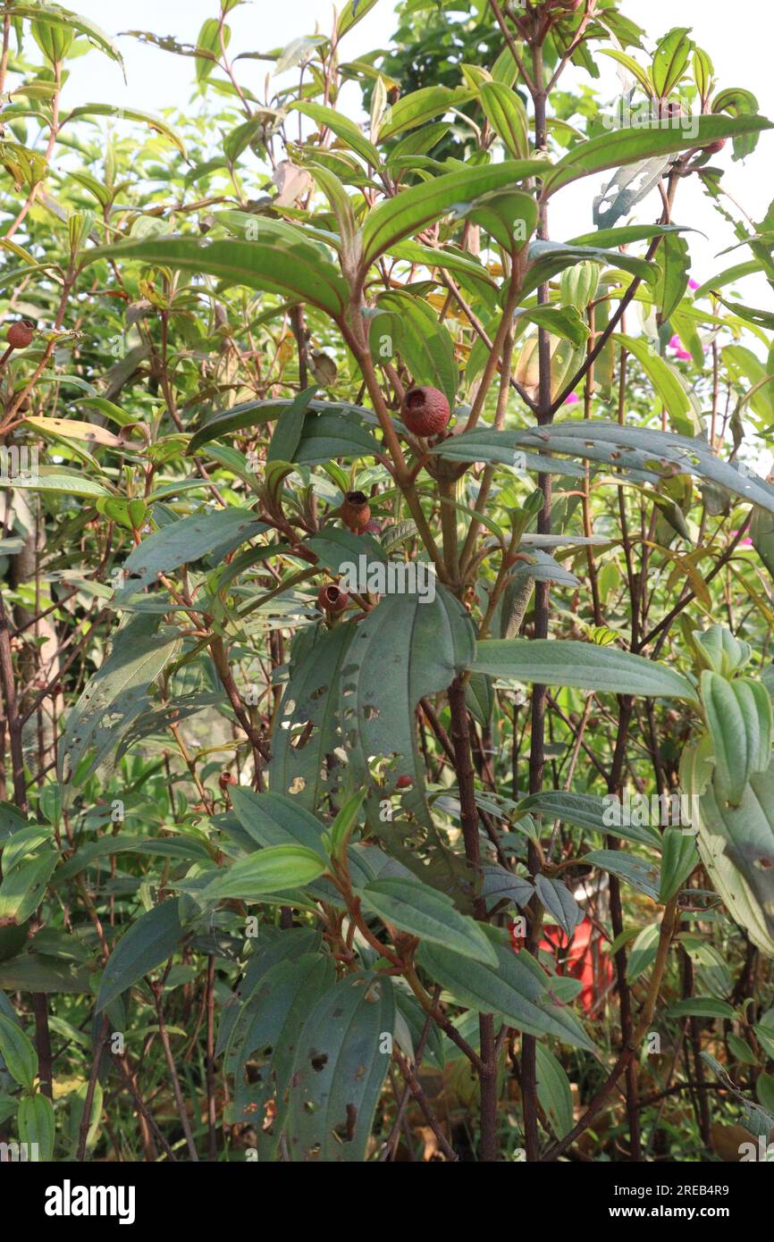 melastoma malabathricum berries tree plant on farm for harvest are cash ...