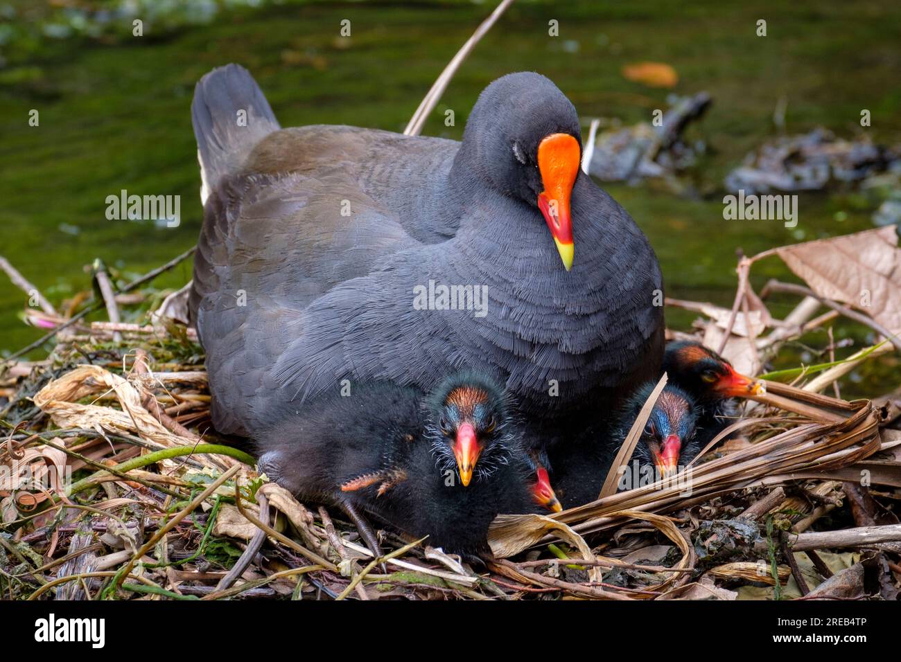 At the Brisbane Botanical Gardens -Dusky Moorhen & chicks Stock Photo ...