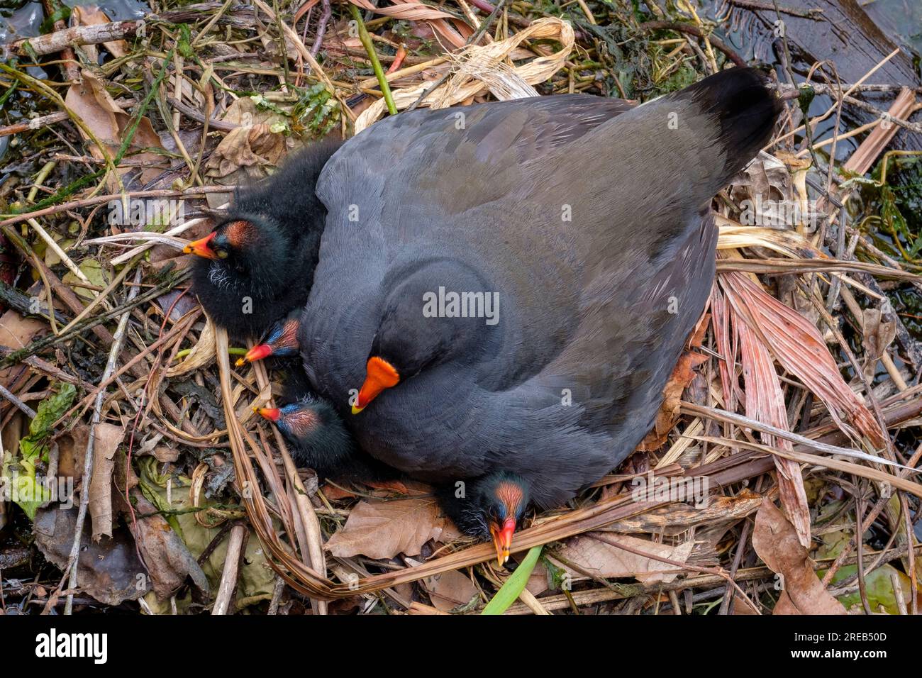 At the Brisbane Botanical Gardens -Dusky Moorhen & chicks Stock Photo ...