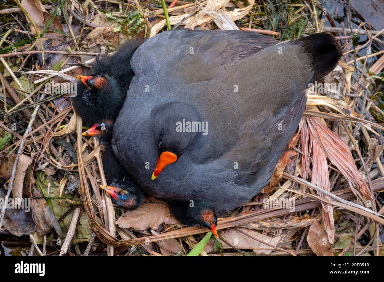 At the Brisbane Botanical Gardens -Dusky Moorhen & chicks Stock Photo ...