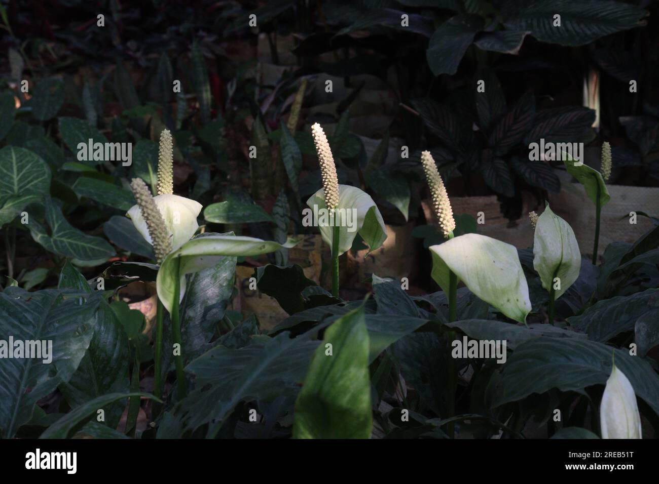 Peace lily spadix flower plant on farm for sell is a cash crops Stock ...