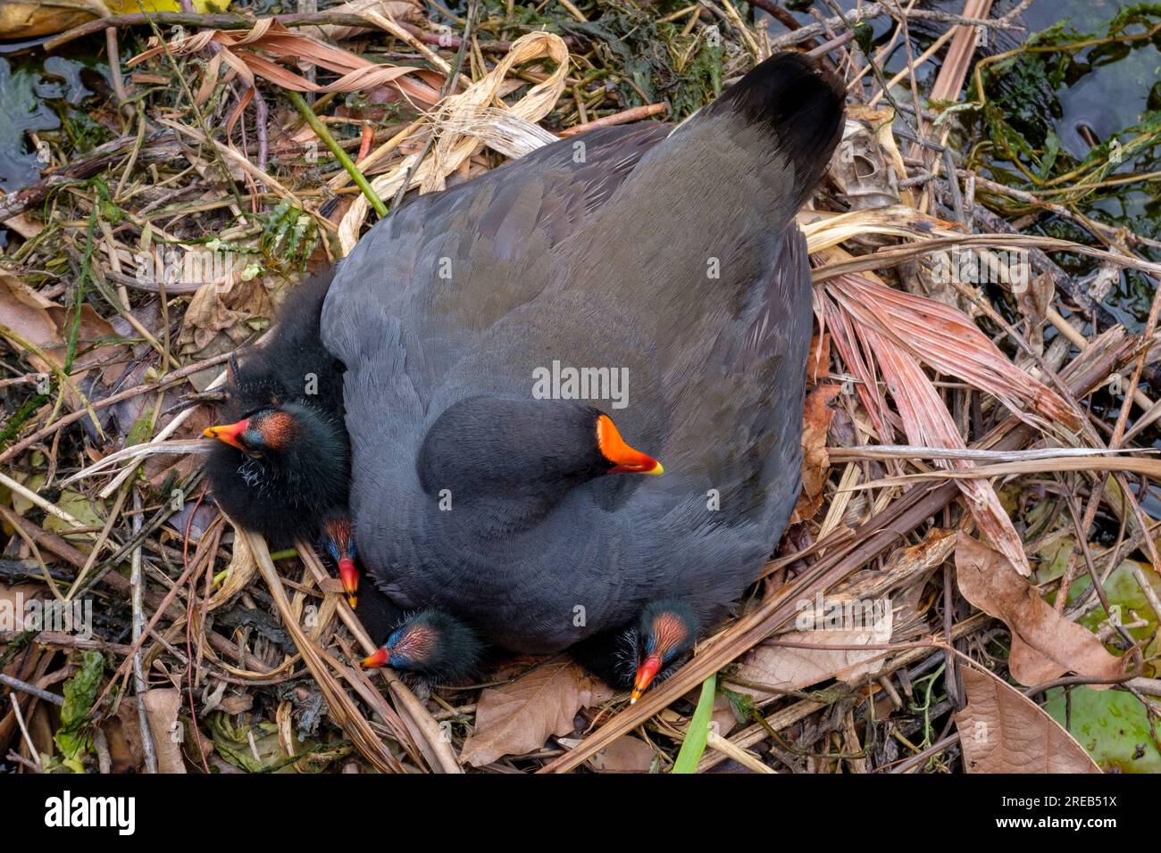 At the Brisbane Botanical Gardens -Dusky Moorhen & chicks Stock Photo ...