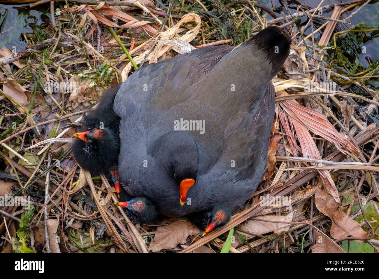 At the Brisbane Botanical Gardens -Dusky Moorhen & chicks Stock Photo ...