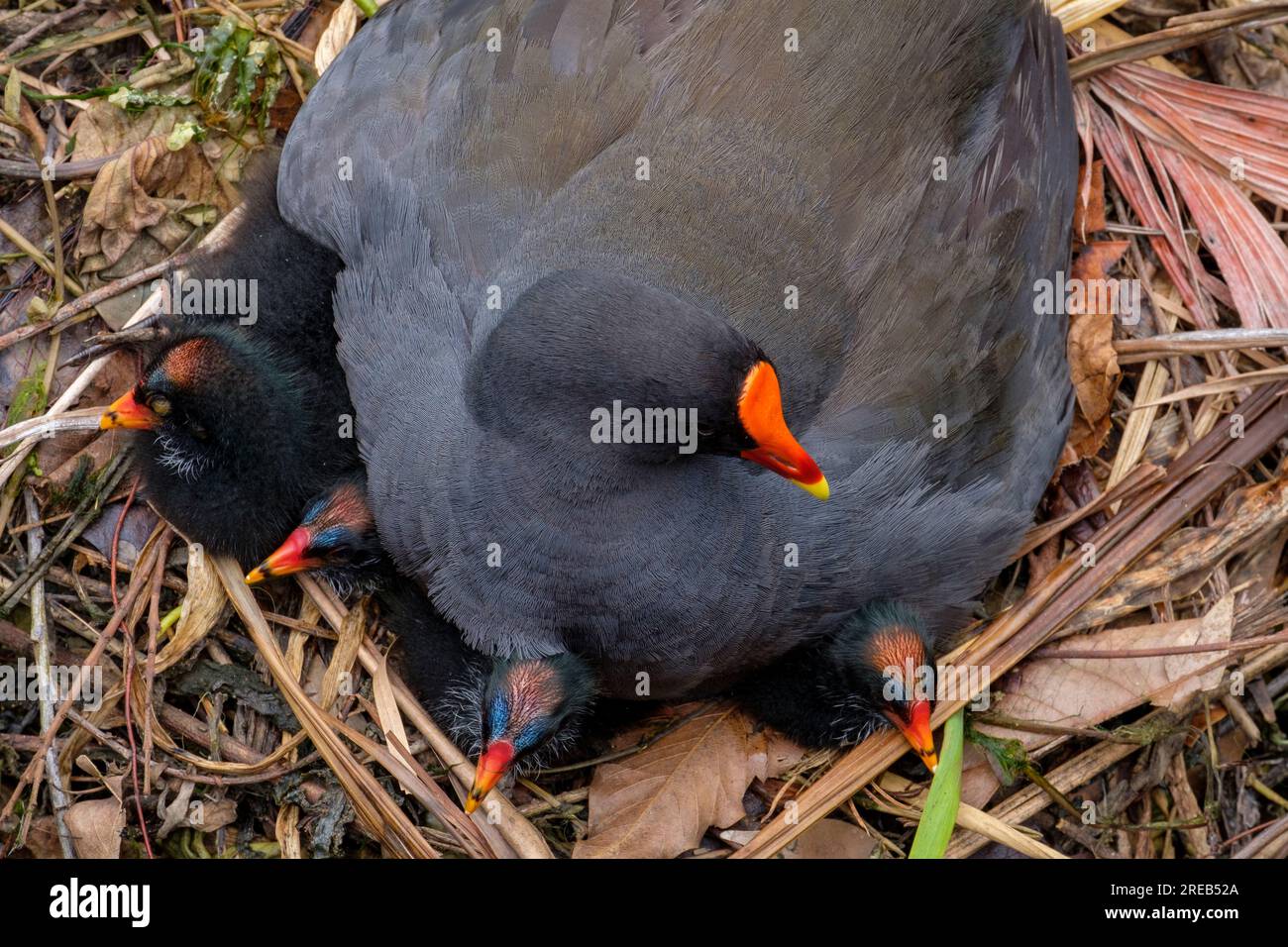At the Brisbane Botanical Gardens -Dusky Moorhen & chicks Stock Photo ...