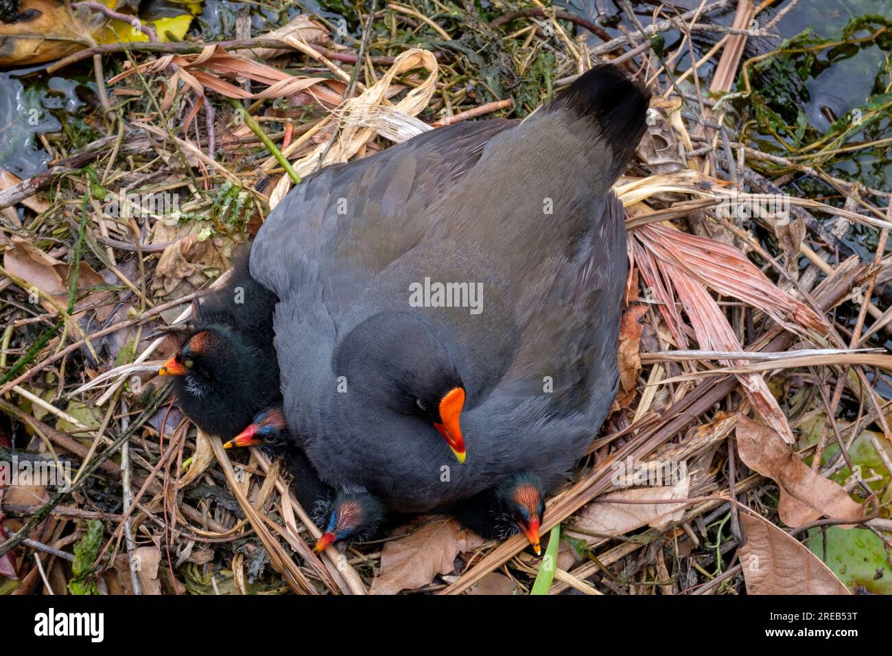 At the Brisbane Botanical Gardens -Dusky Moorhen & chicks Stock Photo ...