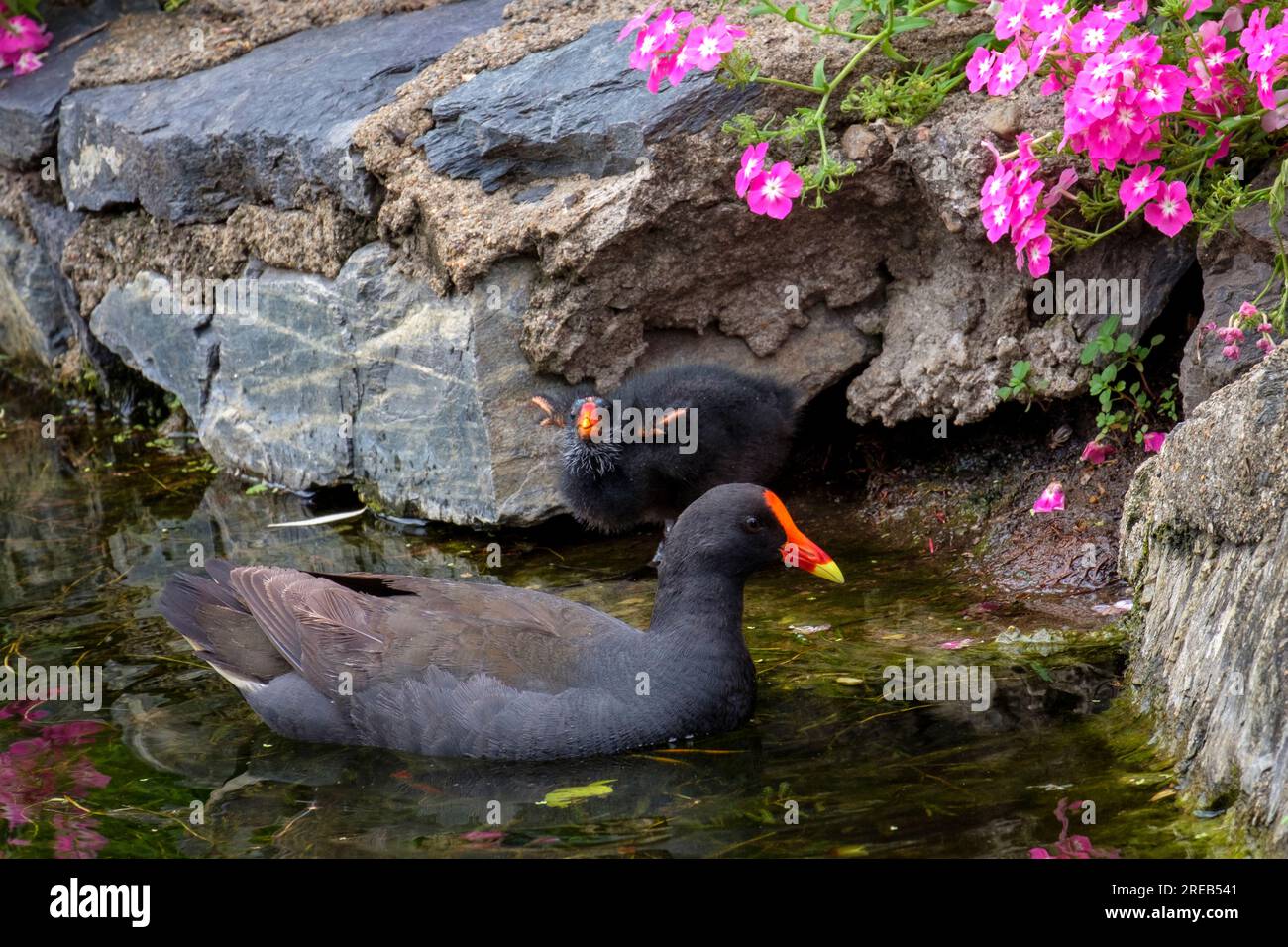 At the Brisbane Botanical Gardens -Dusky Moorhen & chicks Stock Photo ...
