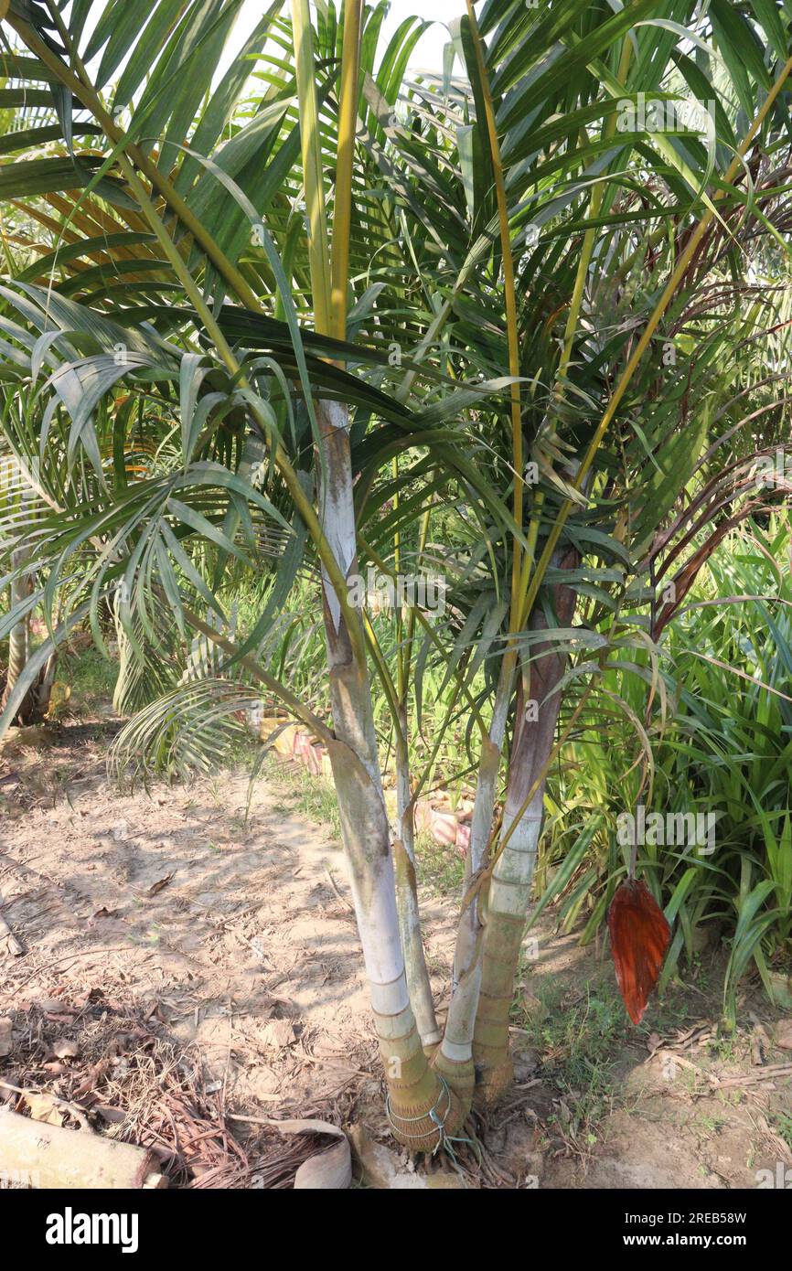 Areca Palm plant on garden for nice environment and nature Stock Photo ...